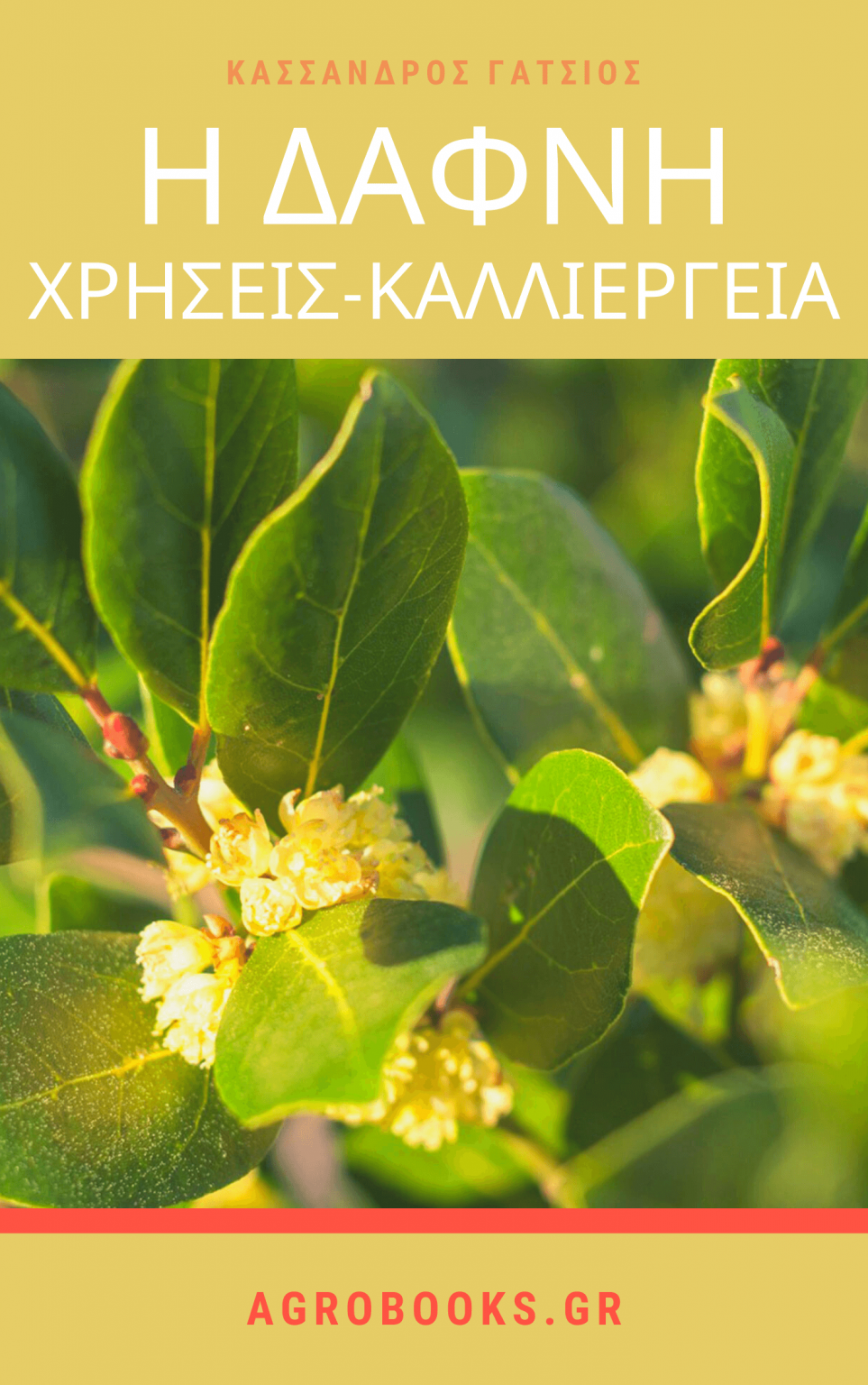 Η ΔΑΦΝΗ-ΧΡΗΣΕΙΣ ΚΑΙ ΚΑΛΛΙΕΡΓΕΙΑ - Agrobooks