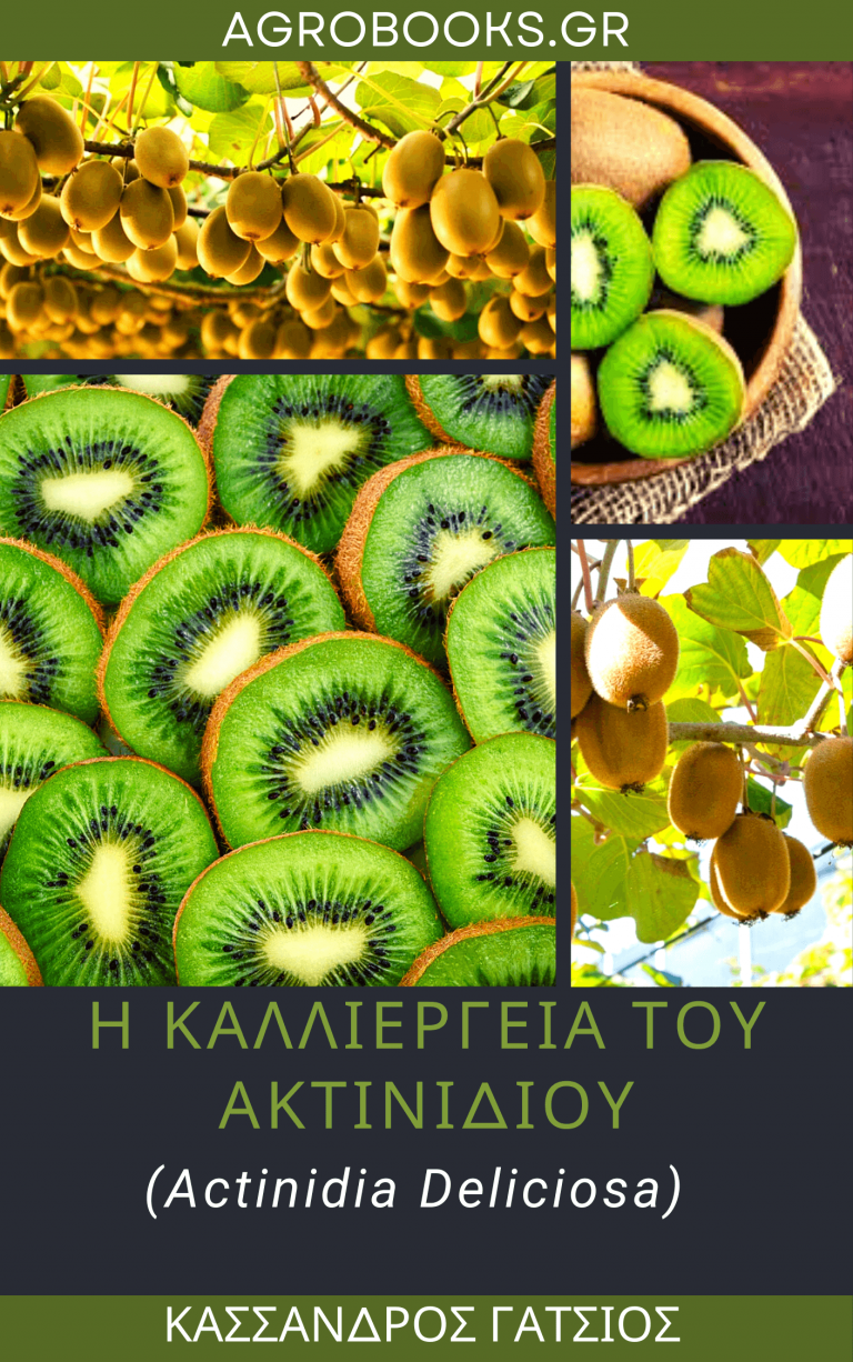 Η ΚΑΛΛΙΕΡΓΕΙΑ ΤΟΥ ΑΚΤΙΝΙΔΙΟΥ (Actinidia deliciosa) - Agrobooks